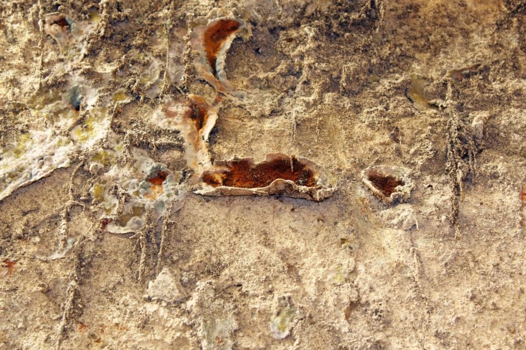 How Do You Know If You Have Dry Rot? | Protectahome